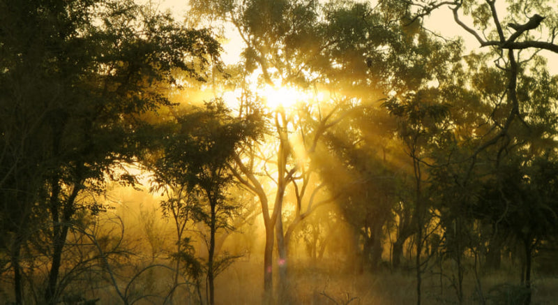 Natural Energy Gels & Maple Syrup-Based Sports Fuel | mapleROO